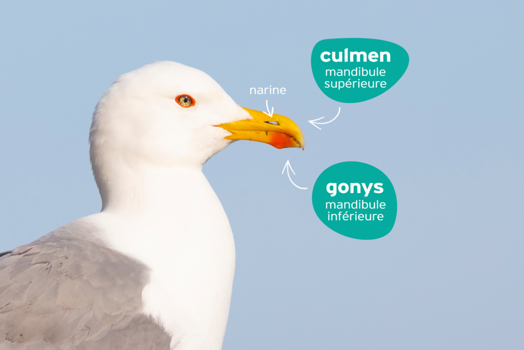 🖊️ « Culmen » ou « Gonys » ? - Réserve Ornithologique du Teich