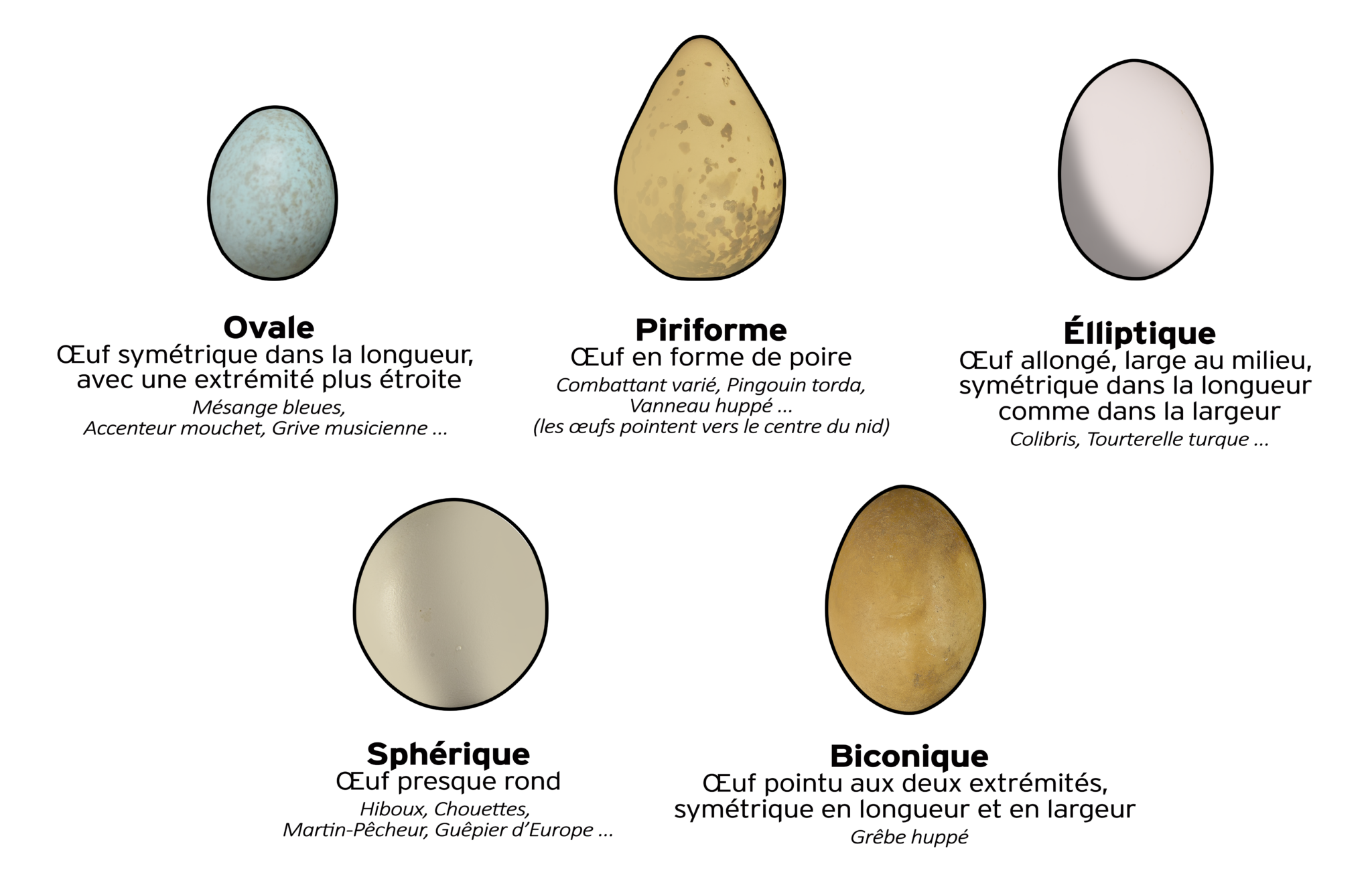 AU PRINTEMPS : la forme des œufs - Réserve Ornithologique du Teich