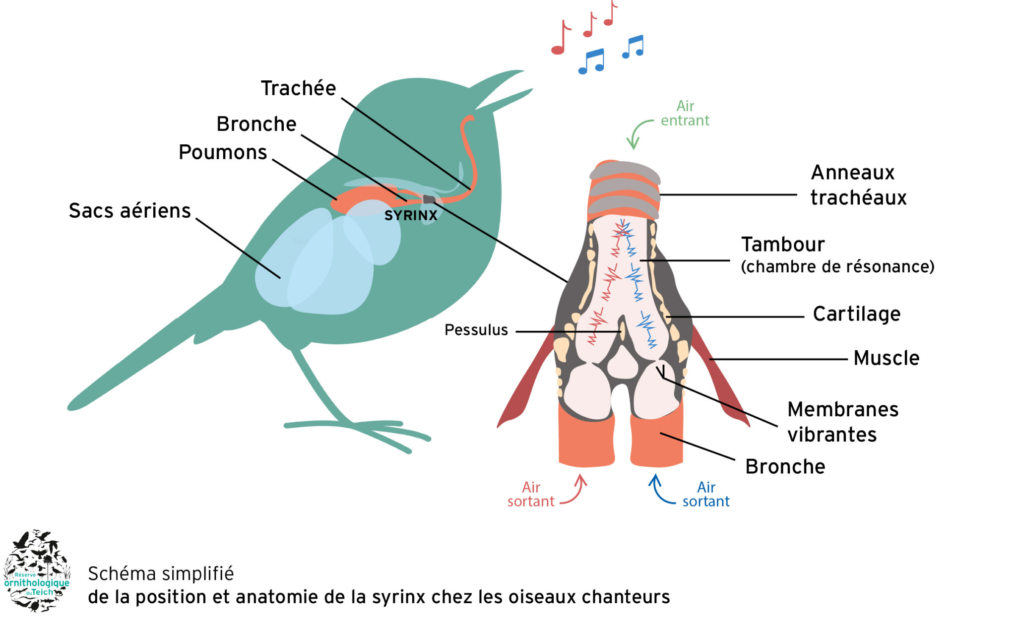 🖊️ La « syrinx » - Réserve Ornithologique du Teich