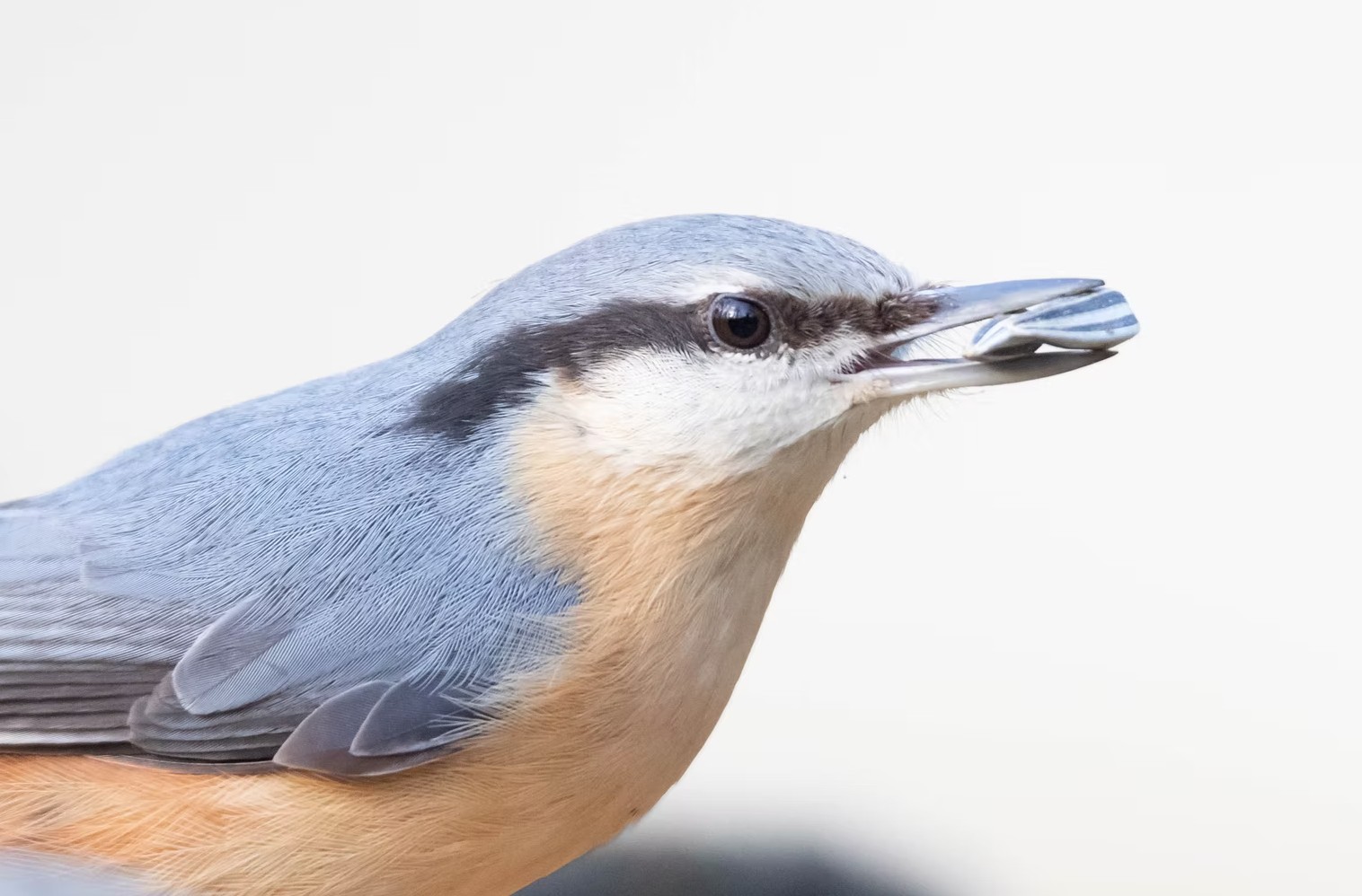 Comment aider les oiseaux à se nourrir en hiver ? - Réserve ...